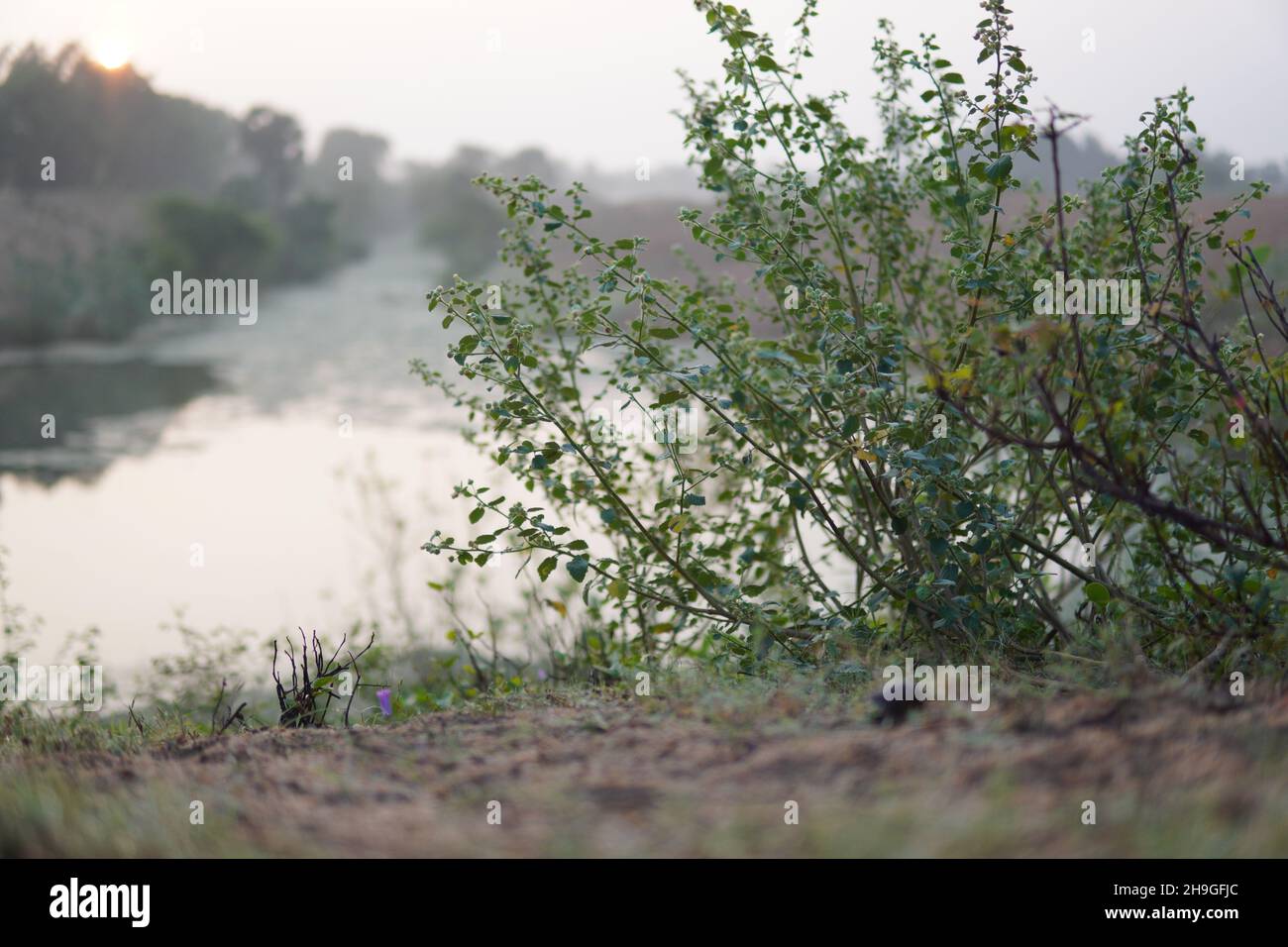 River side Plants Stock Photo - Alamy