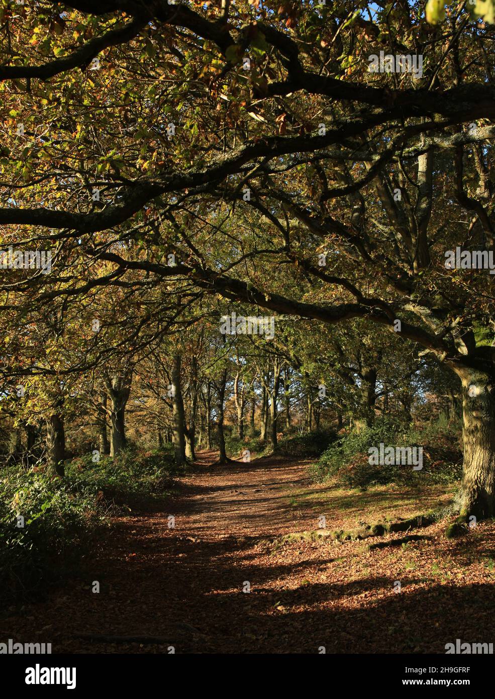 Public path on Kinver edge, Staffordshire, England, UK Stock Photo - Alamy
