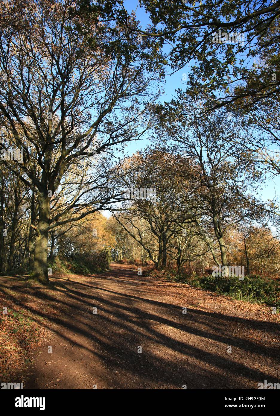 Public path on Kinver edge, Staffordshire, England, UK Stock Photo - Alamy