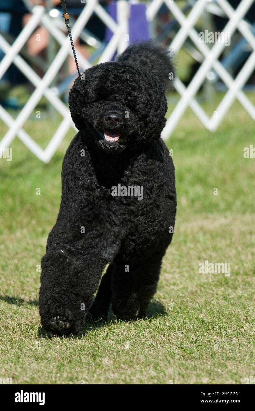 Portuguese Water Dogin dog show ring Stock Photo - Alamy