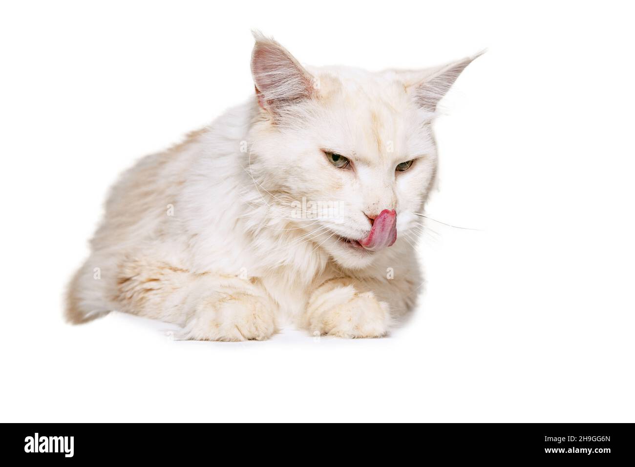 Close-up purebred cat, big fluffy Maine Coon cat sitting on floor ...