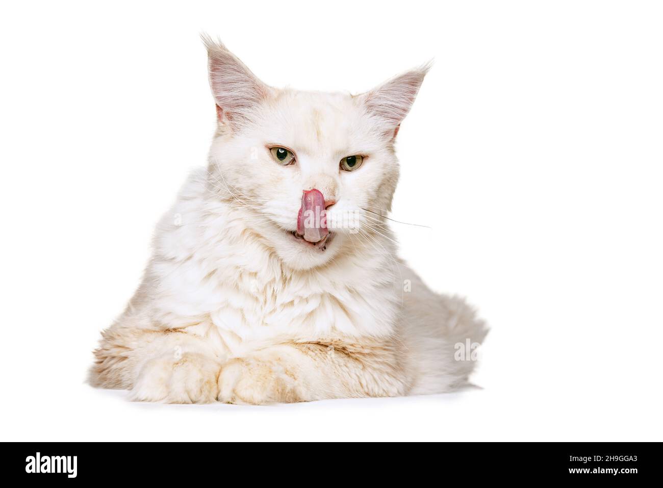 Close-up purebred cat, big fluffy Maine Coon cat sitting on floor ...