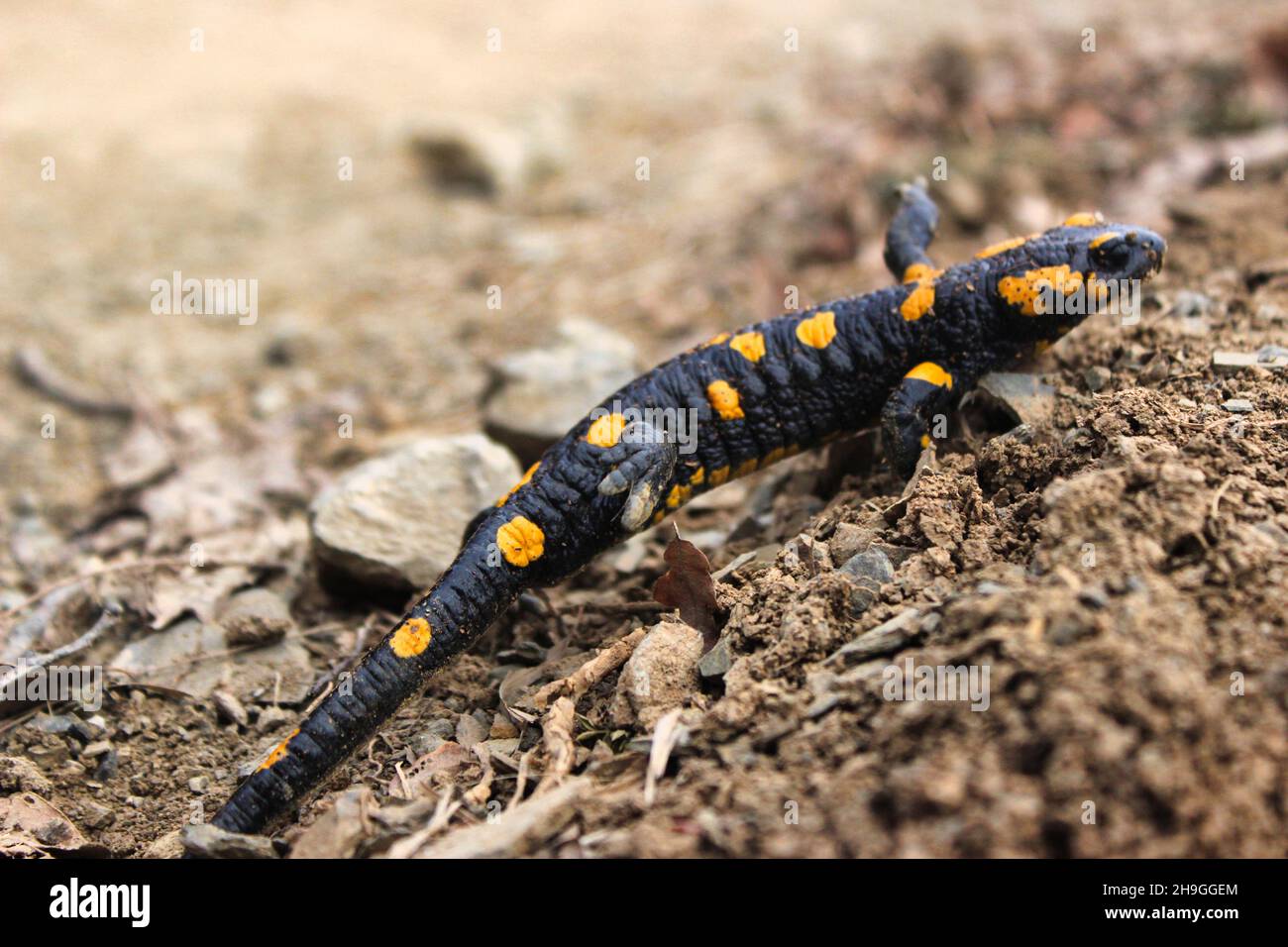 Fire tailed salamander hi-res stock photography and images - Alamy