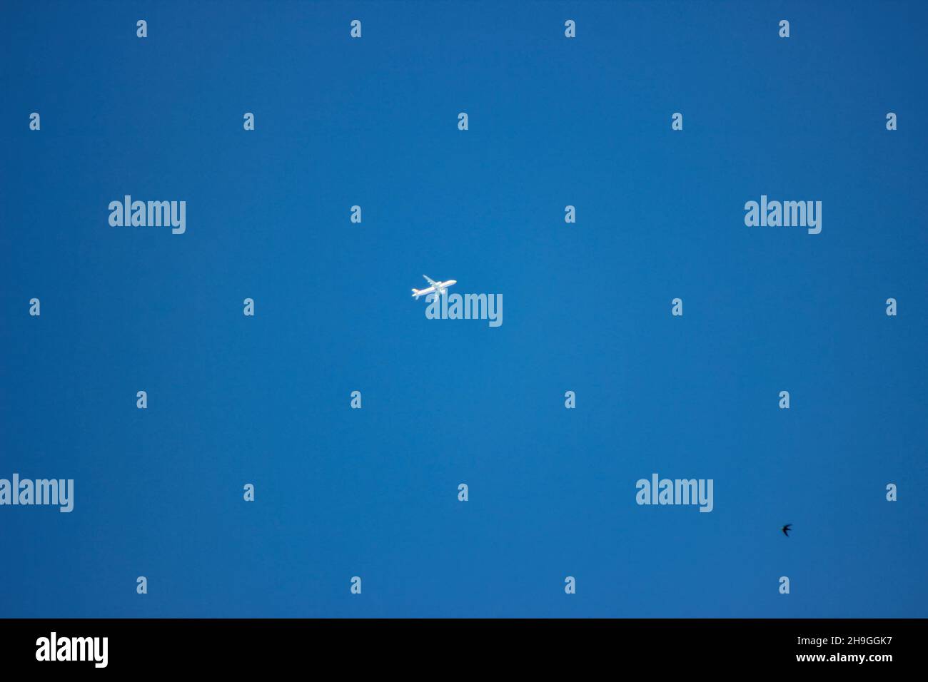 Bird flying in aviation hi-res stock photography and images - Alamy