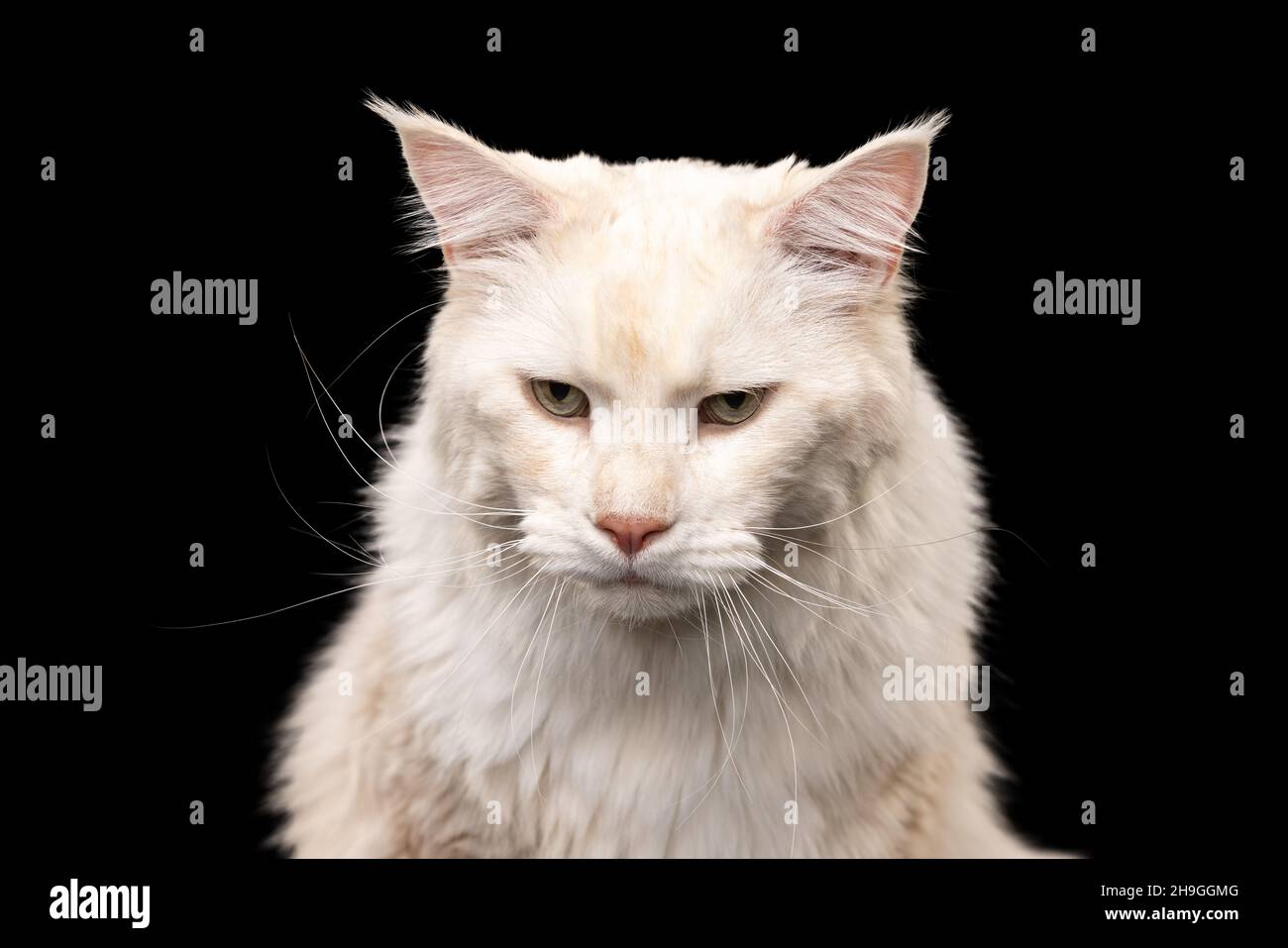 Close-up purebred cat, big fluffy Maine Coon cat posing isolated on ...