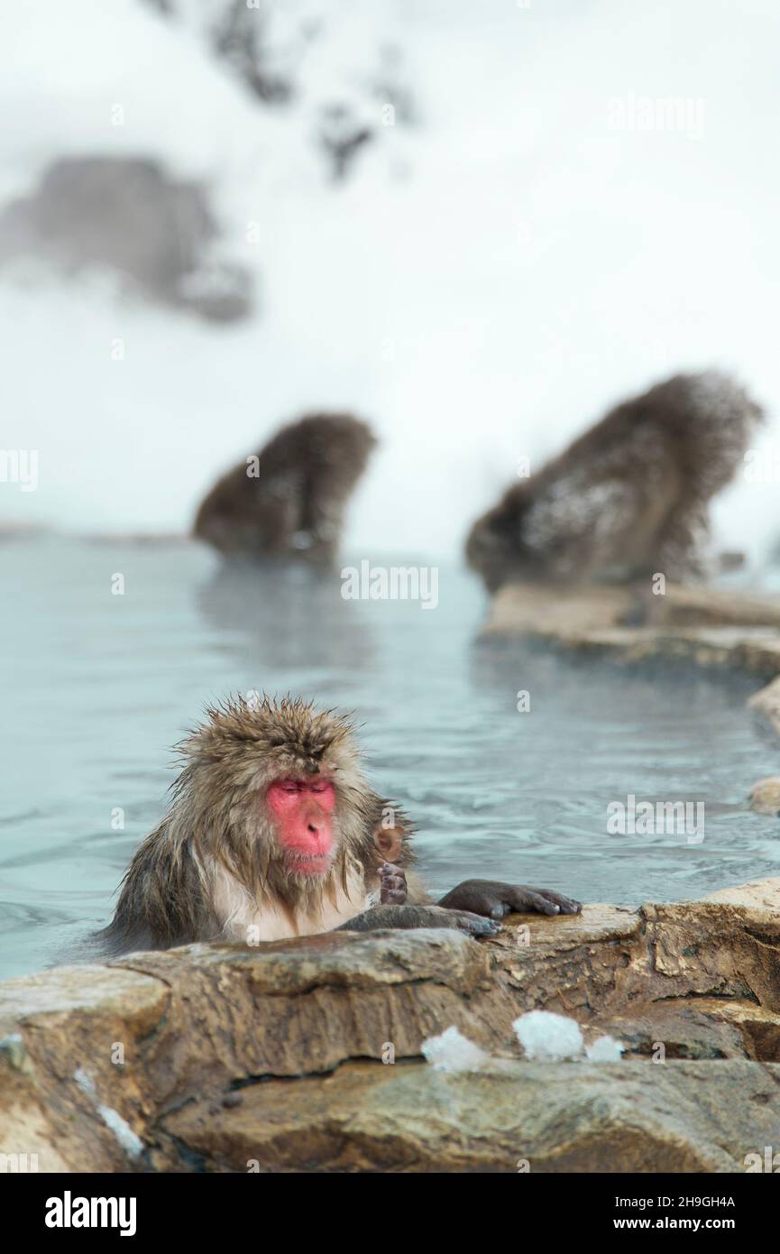Japanese macaques, also known as a snow monkeys, gather inside the hot ...