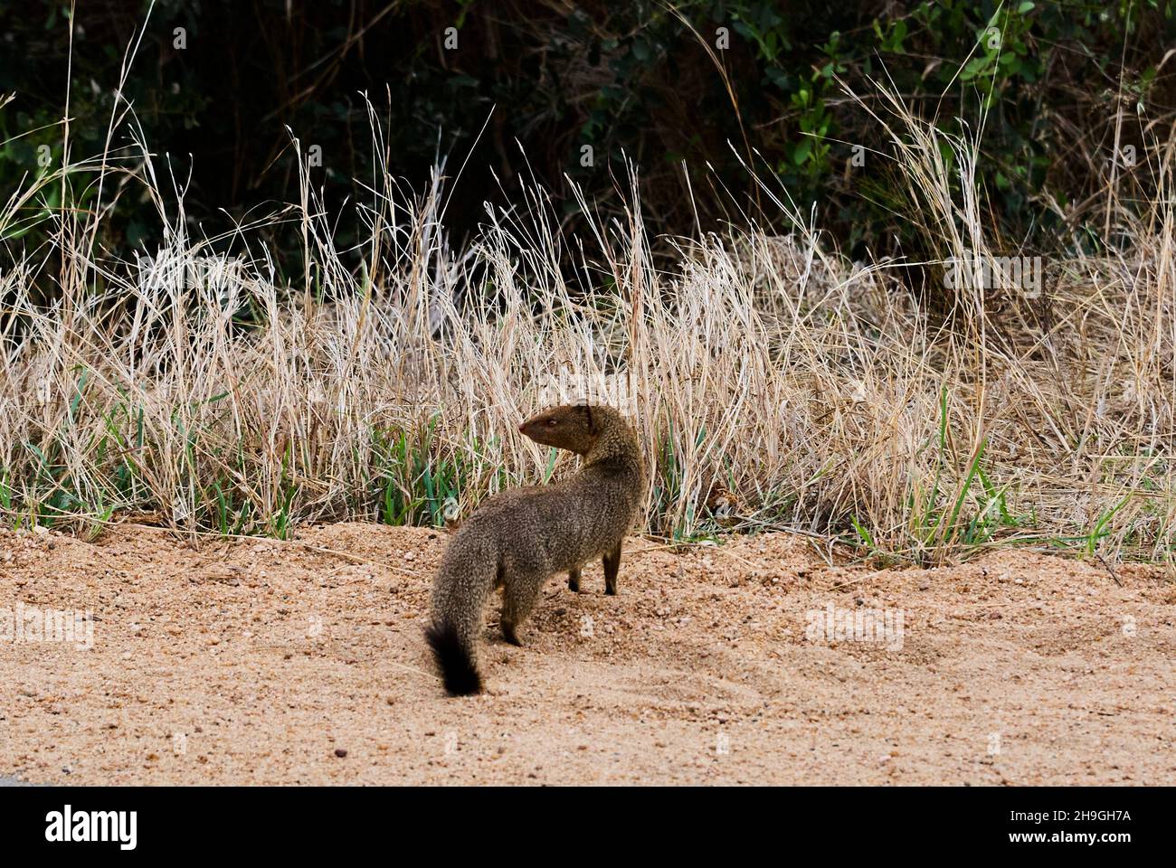 A common slender mongoose Herpestes sanguineus, also black tipped ...