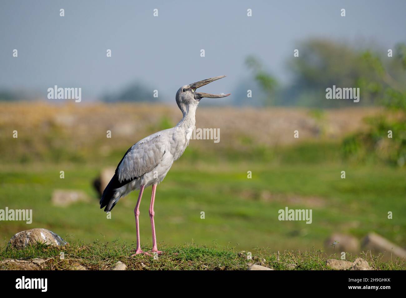 Asian openbill or Asian openbill stork, Anastomus oscitans, Bhigwan ...