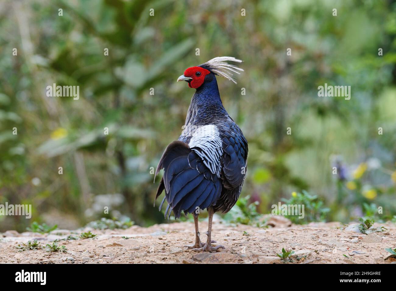 Sattal birds hi-res stock photography and images - Alamy