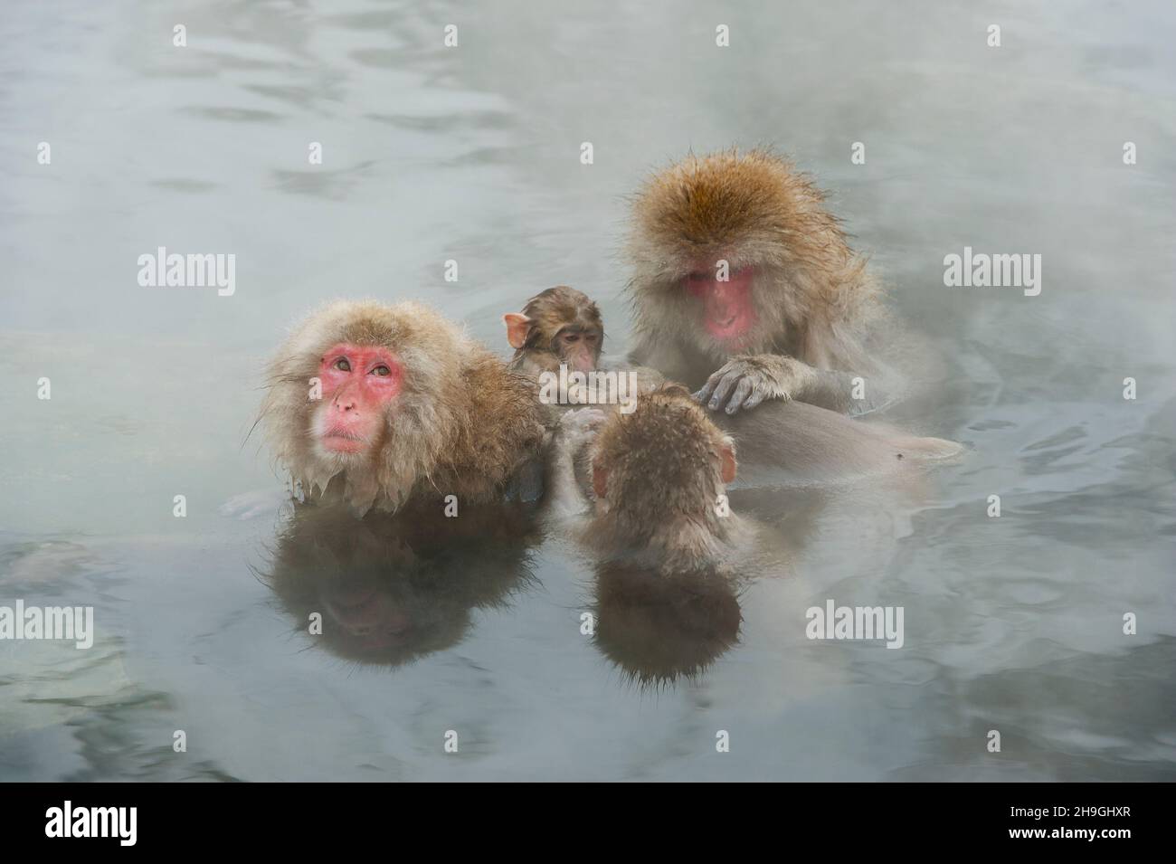 A family of Japanese macaques, also known as snow monkeys, groom ...