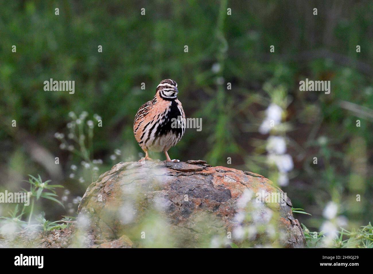 Coturnix coromandelica hi-res stock photography and images - Alamy