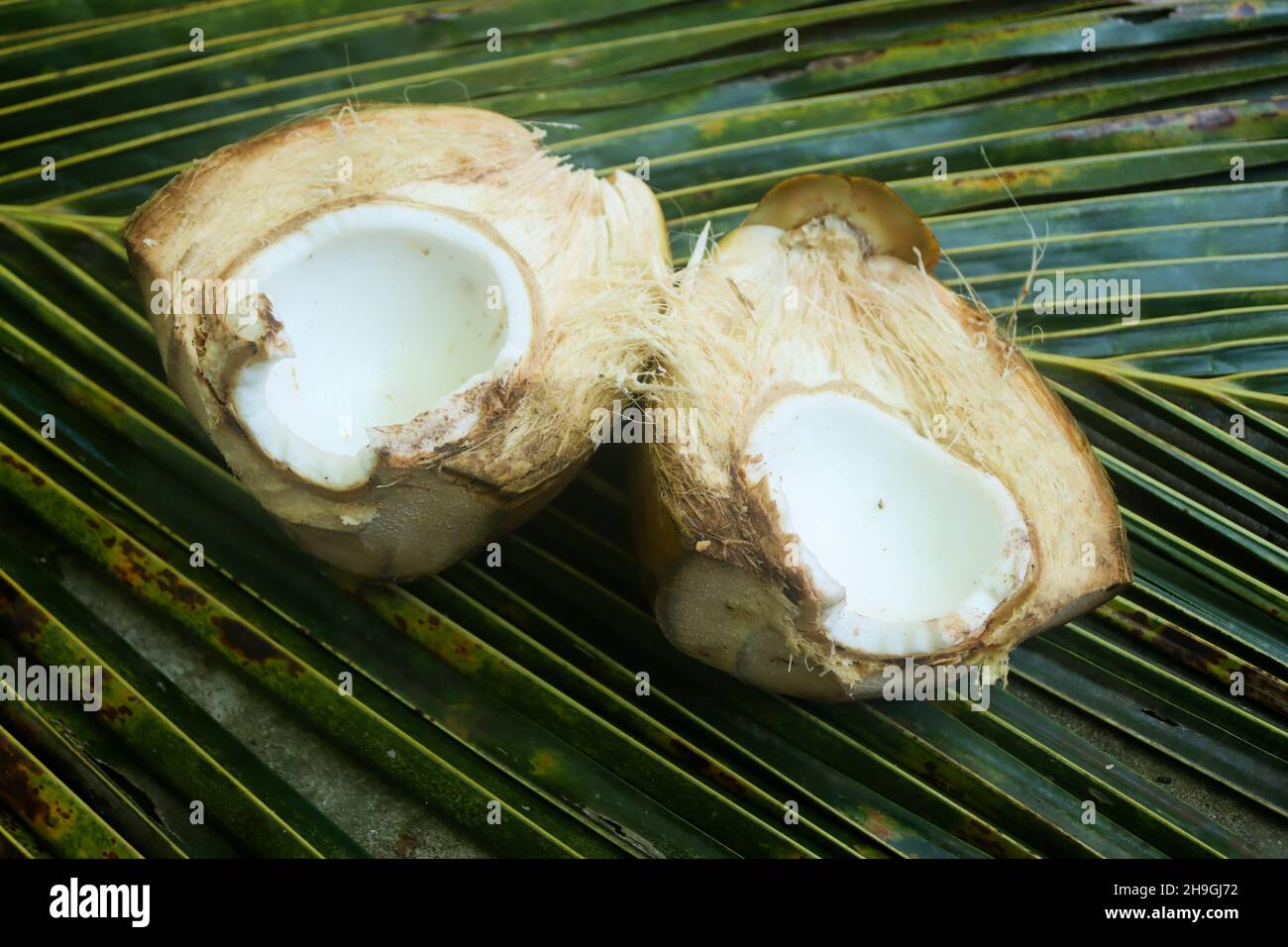 tender coconut and coconut grated stock images coconut photo Stock ...