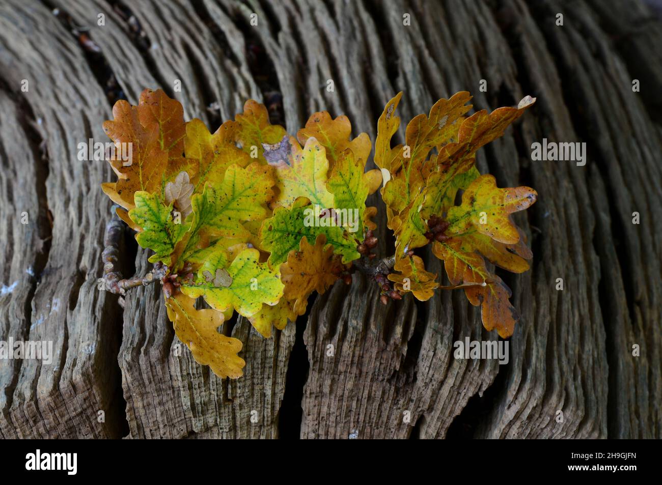Fallen oak twig and leaves in autumn Stock Photo - Alamy