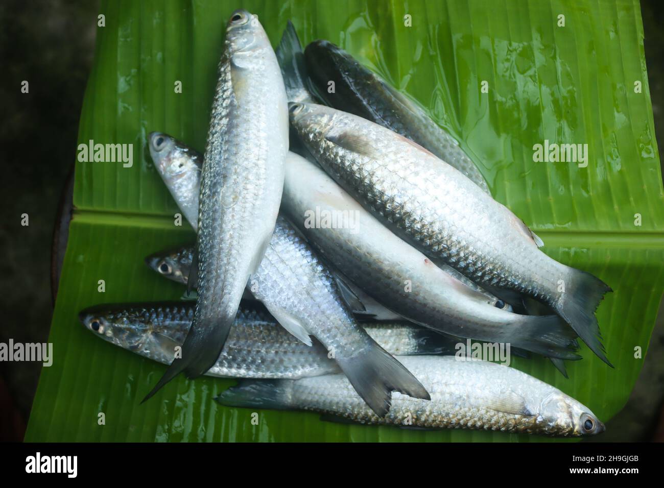 Mullet fish hi-res stock photography and images - Alamy