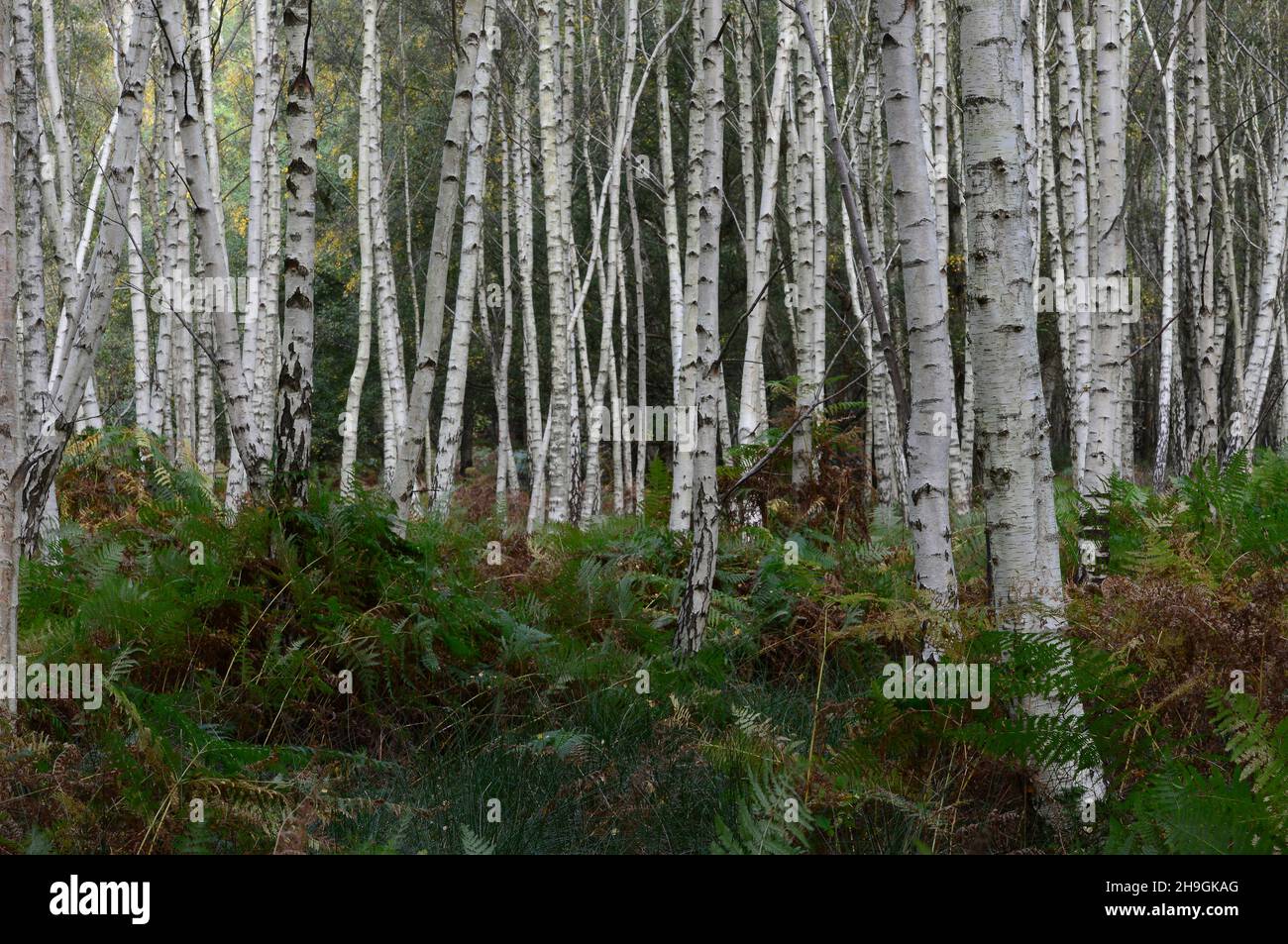 Silver birch tree trunks and bracken Stock Photo - Alamy
