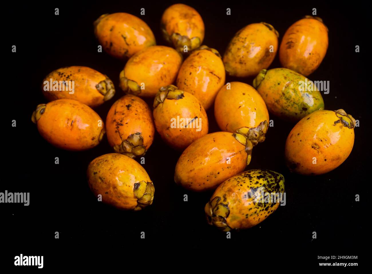 Areca nut stock images hi-res stock photography and images - Alamy