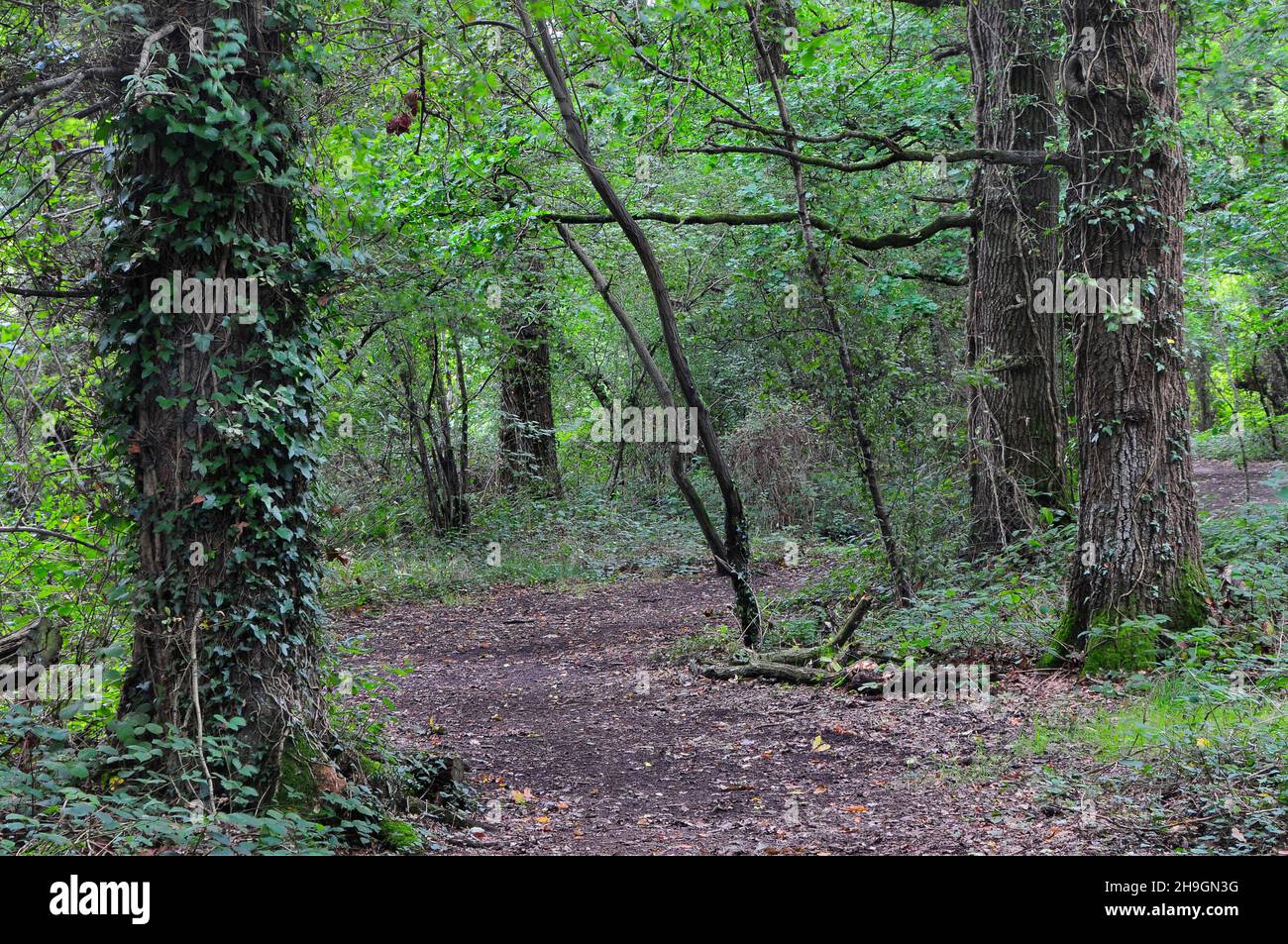 Woods and copse hi-res stock photography and images - Alamy