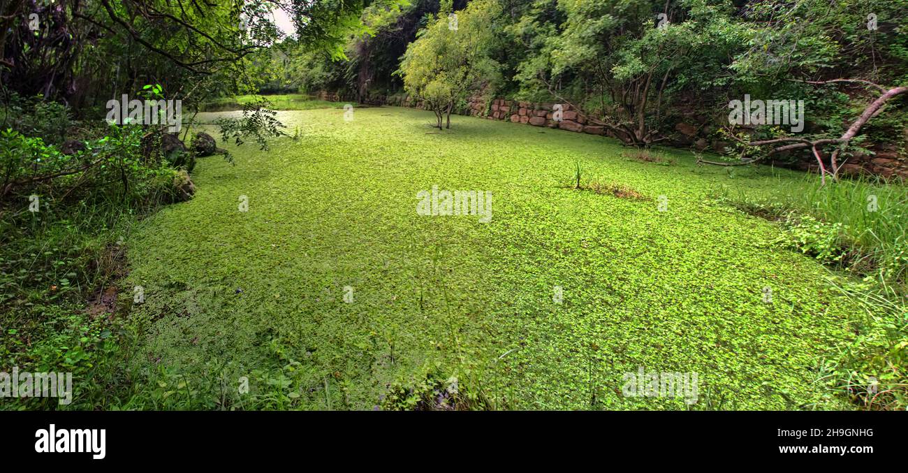 Ancient canal is overgrown with macrophytes of natural state of humid ...