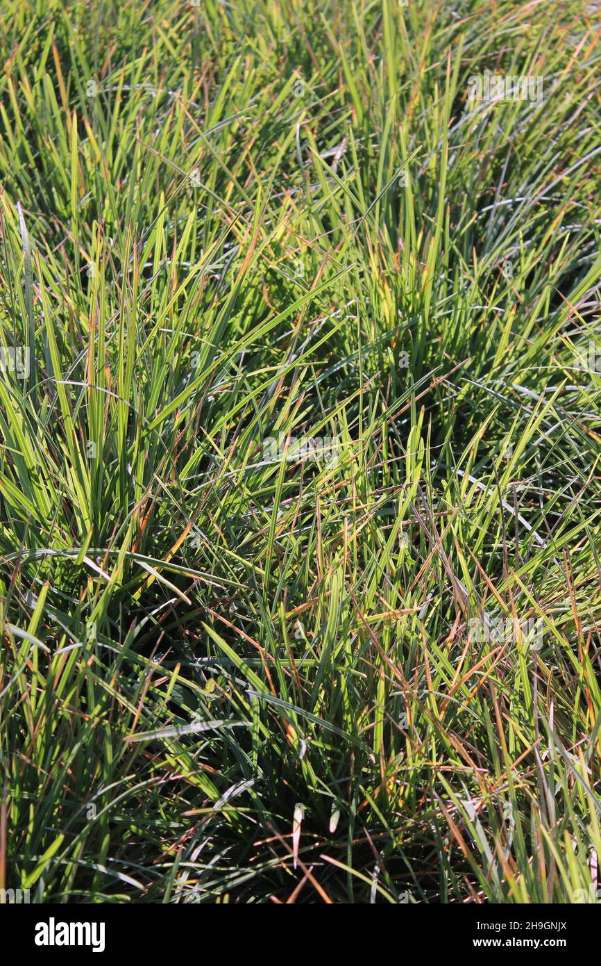 Green grass fields growing in the bright sunshine Stock Photo - Alamy