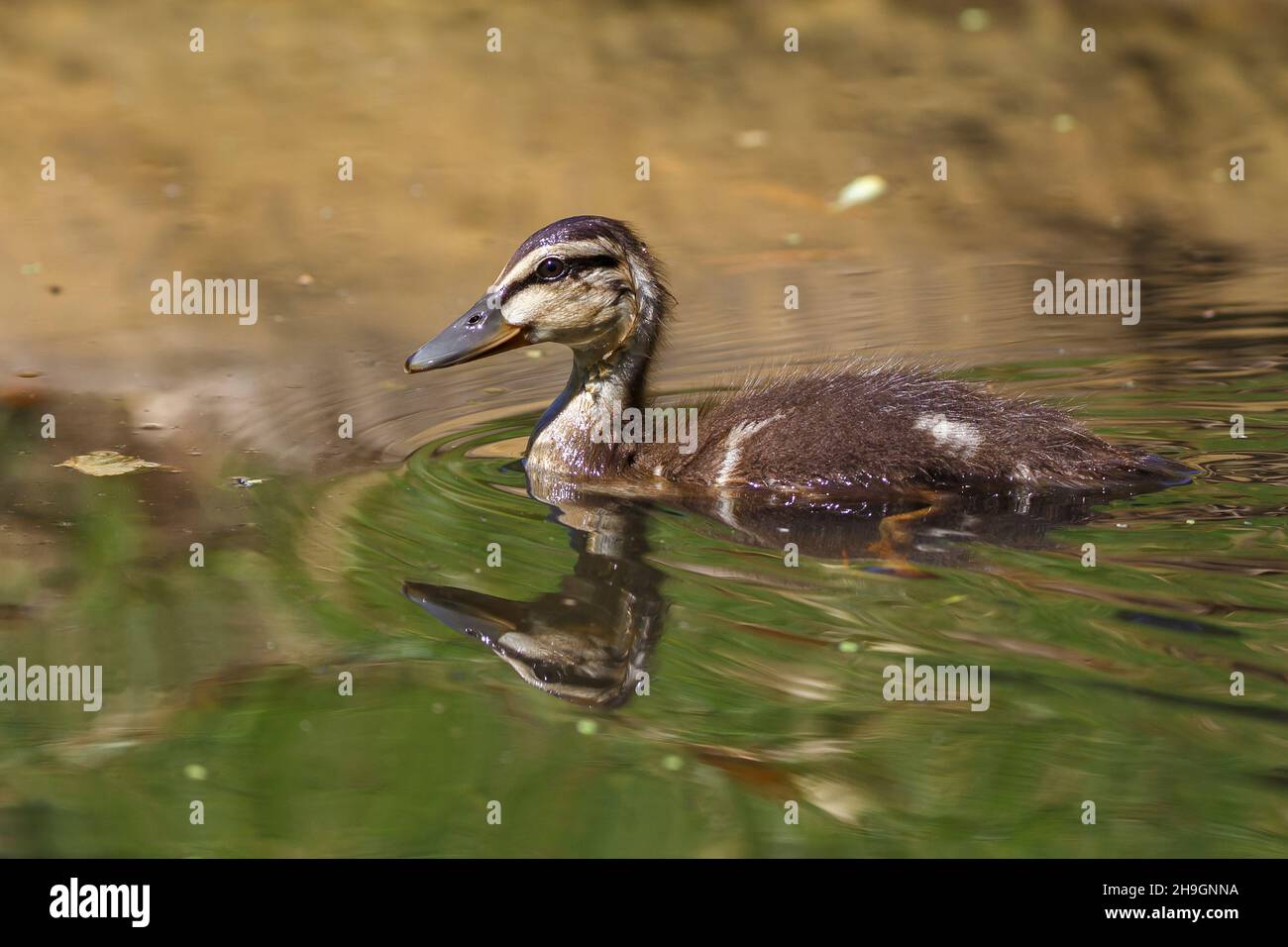 Australian ducks in a pond hi-res stock photography and images - Alamy
