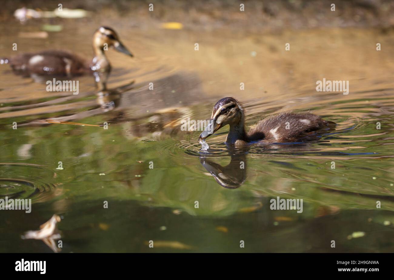 Australian ducks in a pond hi-res stock photography and images - Alamy