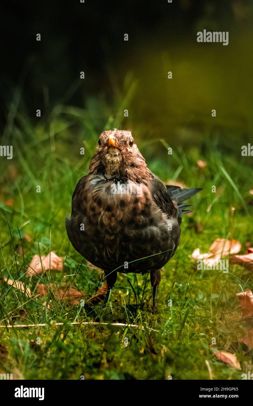 Vertical closeup of the fieldfare, member of the thrush family Turdidae ...