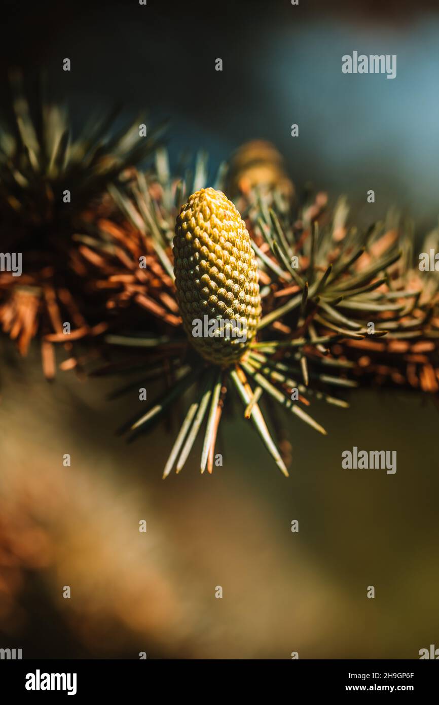Vertical closeup of the branch with a cone. Cedrus atlantica, the Atlas ...