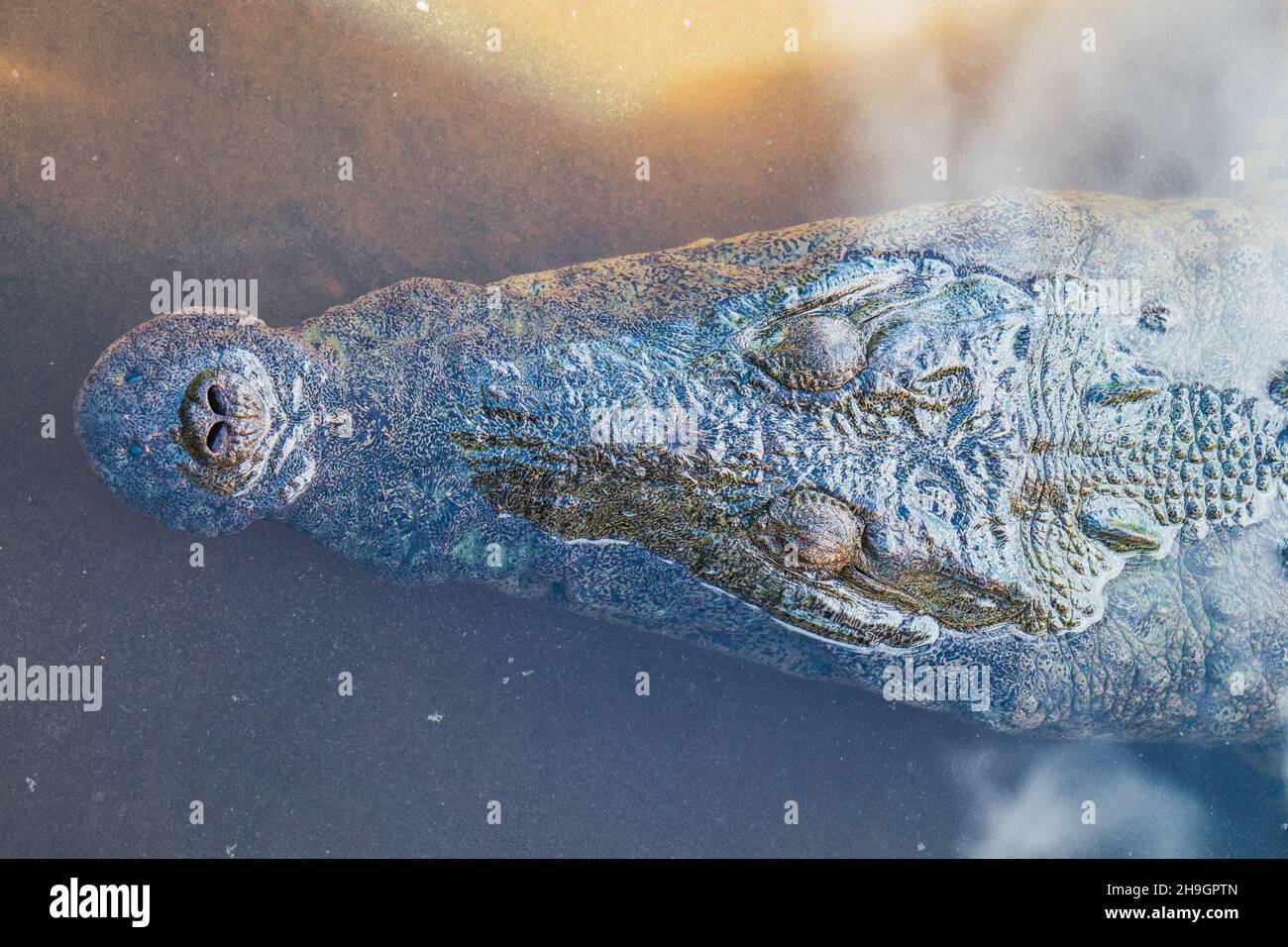 Top view of details on an American Crocodile head Stock Photo - Alamy