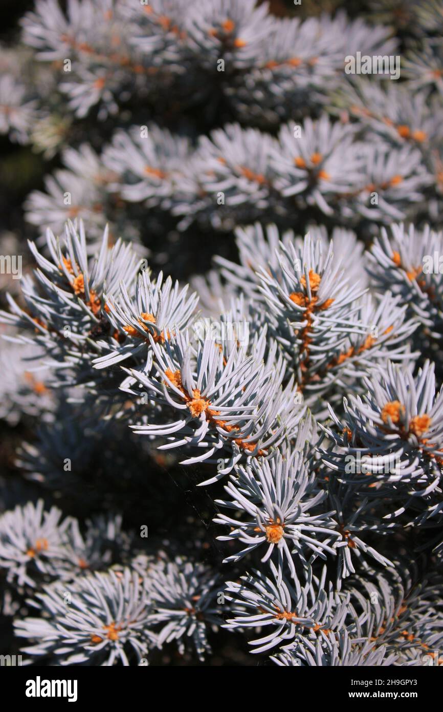 Branches of a blue spruce tree growing in the bright sunshine Stock ...