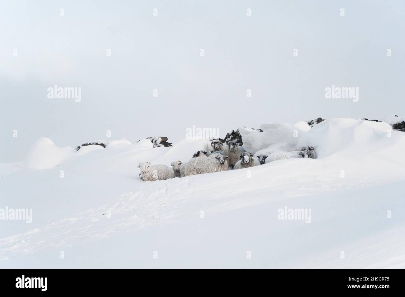 Sheep sheltering against drystone wall in deep snow. Peak District ...