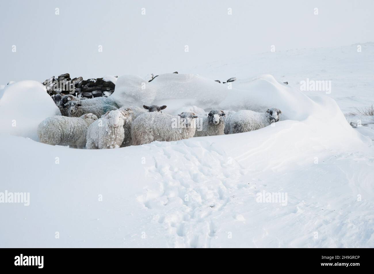 Sheep sheltering against drystone wall in deep snow. Peak District ...
