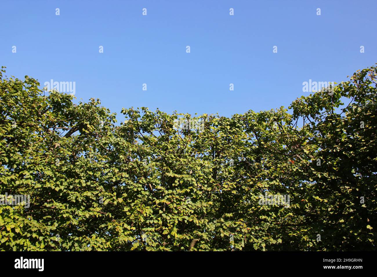 Simple hedges hi-res stock photography and images - Alamy
