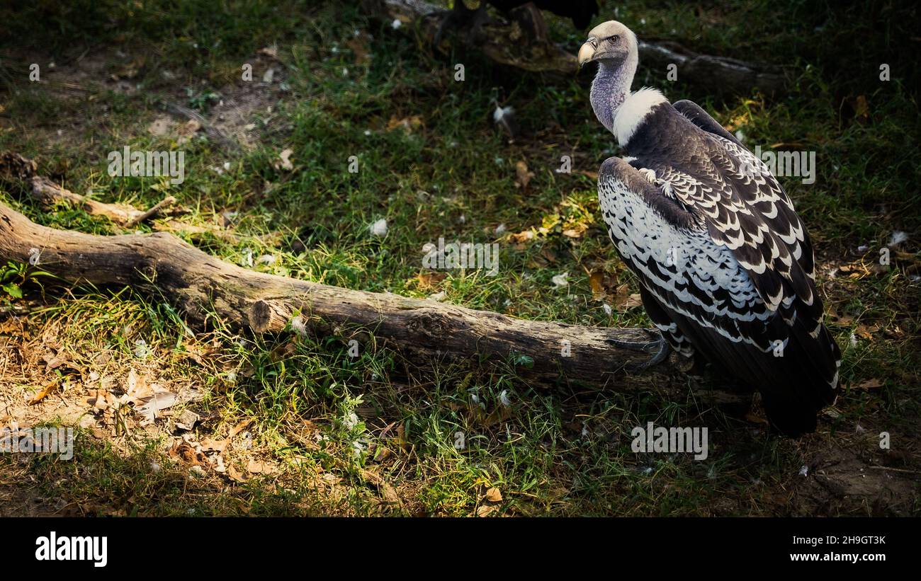 Closeup of the Ruppell's vulture, Gyps rueppelli, also called Ruppell's ...