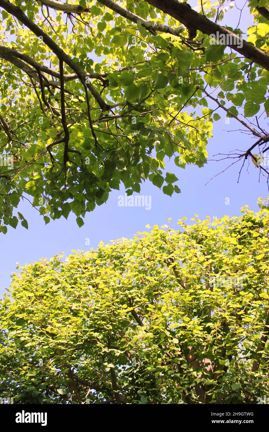 Simple minimalist view of natural green treetops and hedges in the ...
