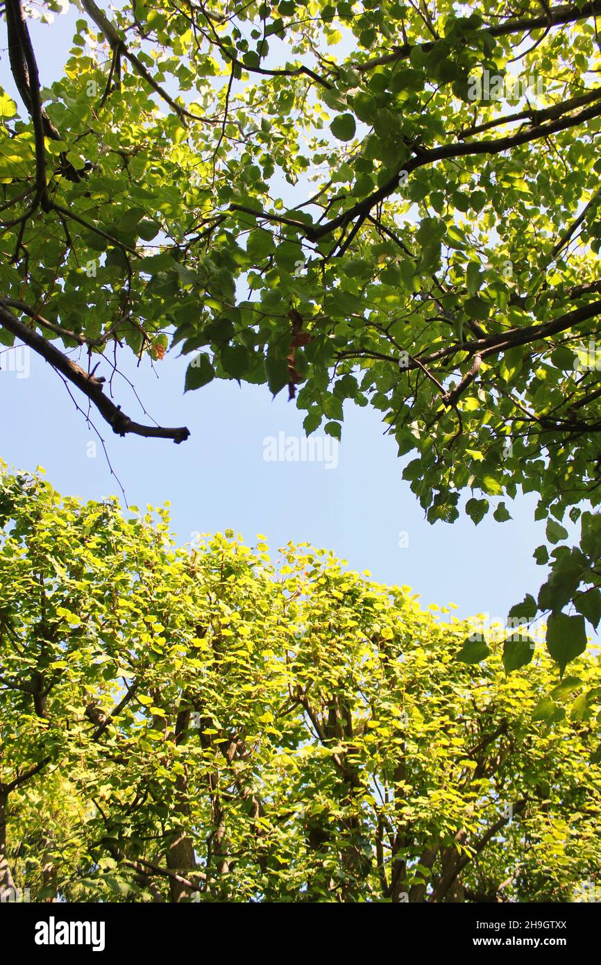 Simple minimalist view of natural green treetops and hedges in the ...