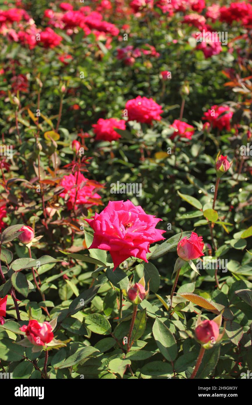 Bright red roses growing in the bright sunshine Stock Photo - Alamy