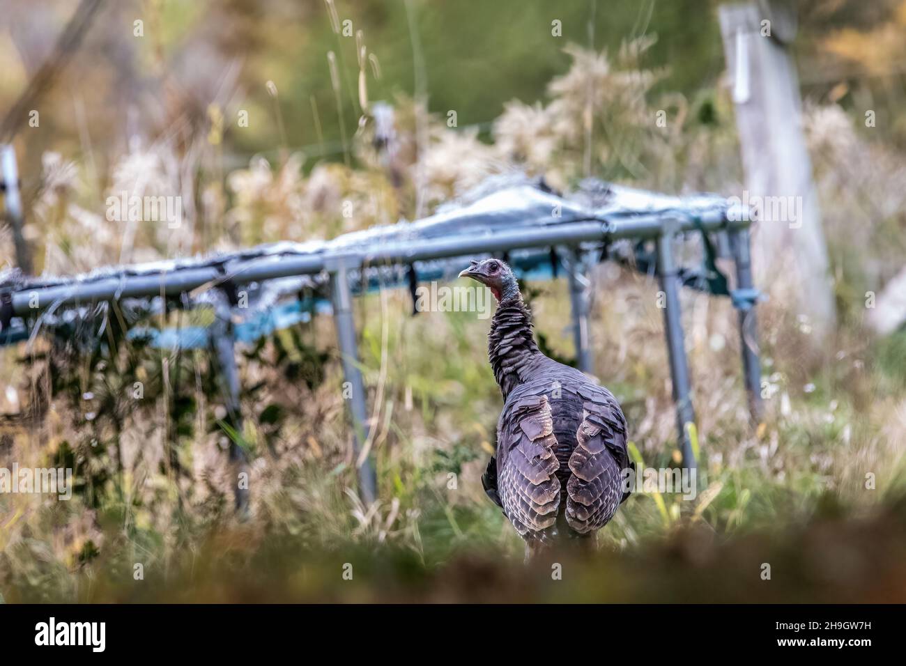 Wild turkey out in a rural area near Lindstrom, Minnesota USA Stock ...