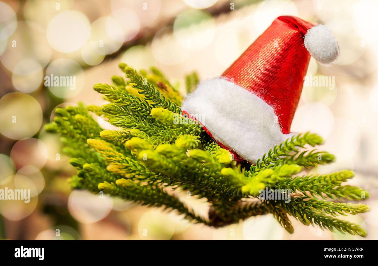 Christmas tree hat outdoor hi-res stock photography and images - Alamy