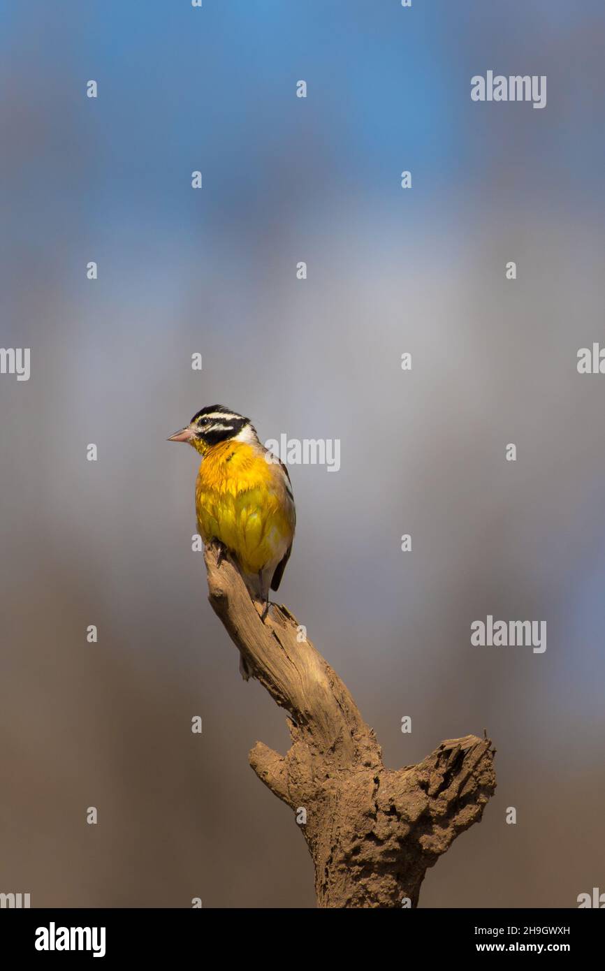 Golden breasted bunting hi-res stock photography and images - Alamy