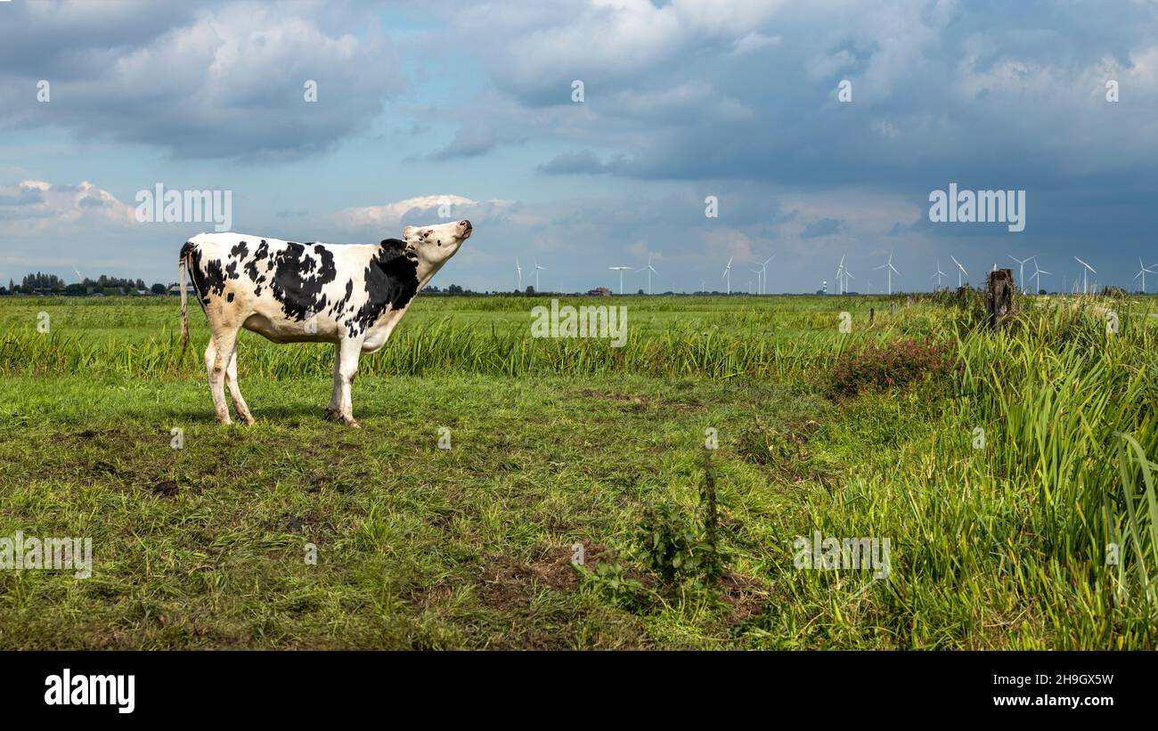 Mooing hi-res stock photography and images - Alamy
