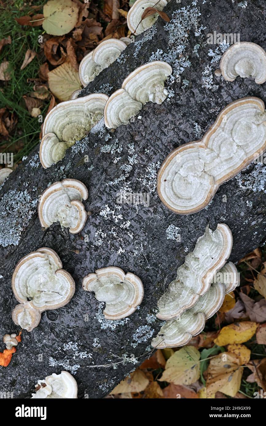 Cerrena unicolor, known as mossy maze polypore, wild fungus from ...
