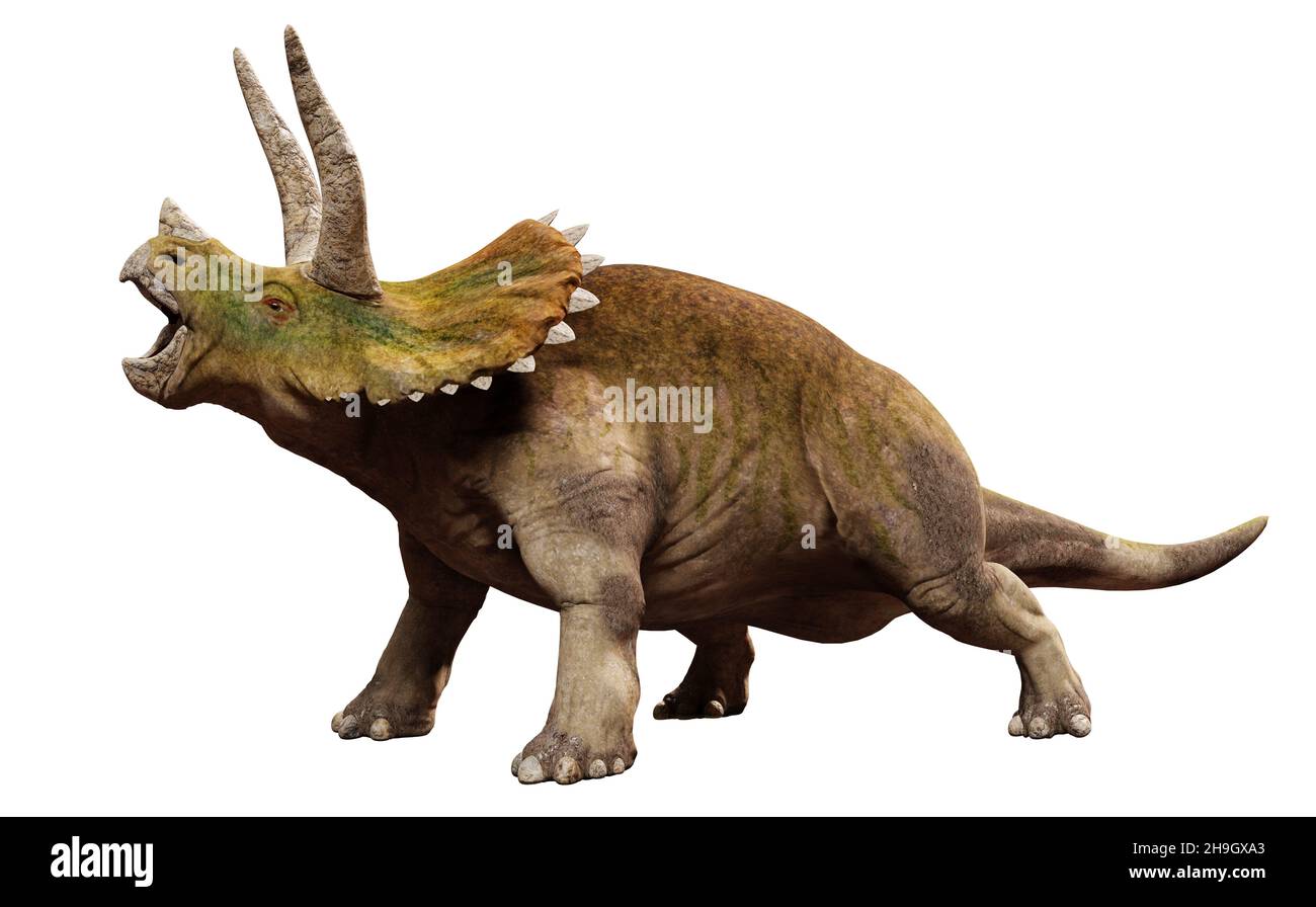 Triceratops horridus, dinosaur isolated on white background, front view ...