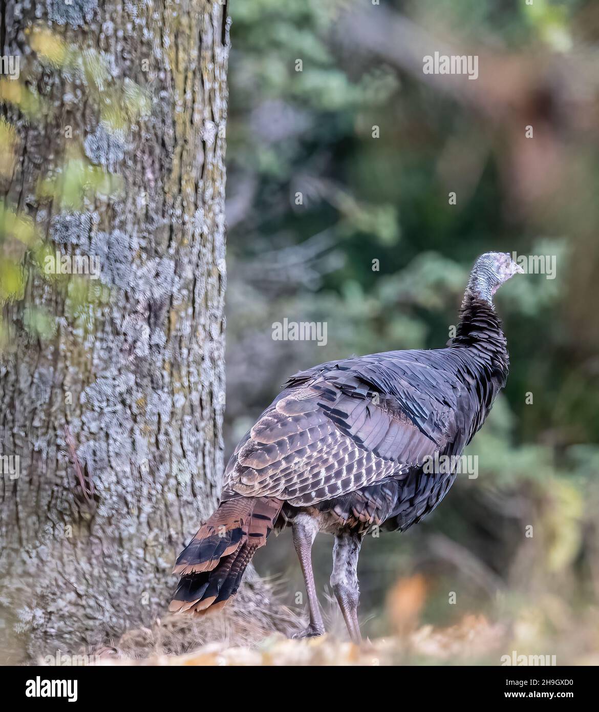Wild turkey in the autumn woods in rural Lindstrom, Minnesota USA Stock ...