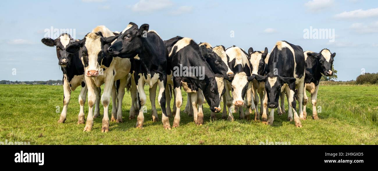 Group of cows together gathering in a field, happy and joyful in a ...