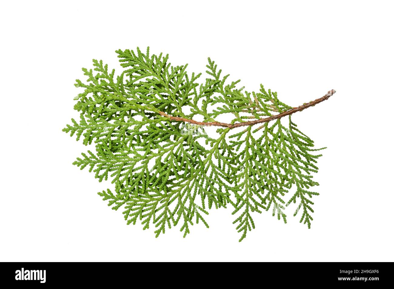 Sprig of green foliage Cut Out Stock Images & Pictures - Alamy