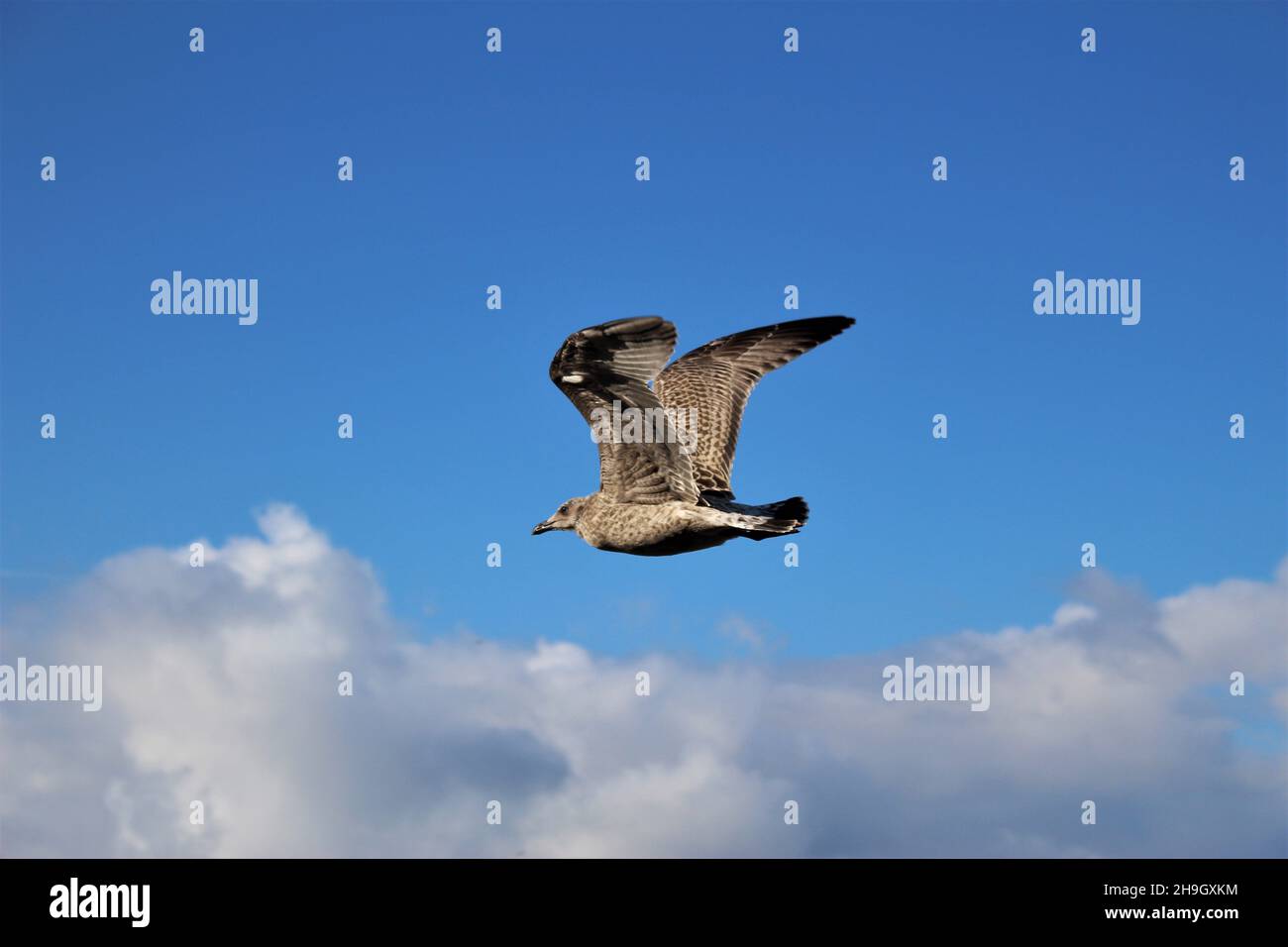Young seagull with arms up and bent in mid flight. Seen against an ...