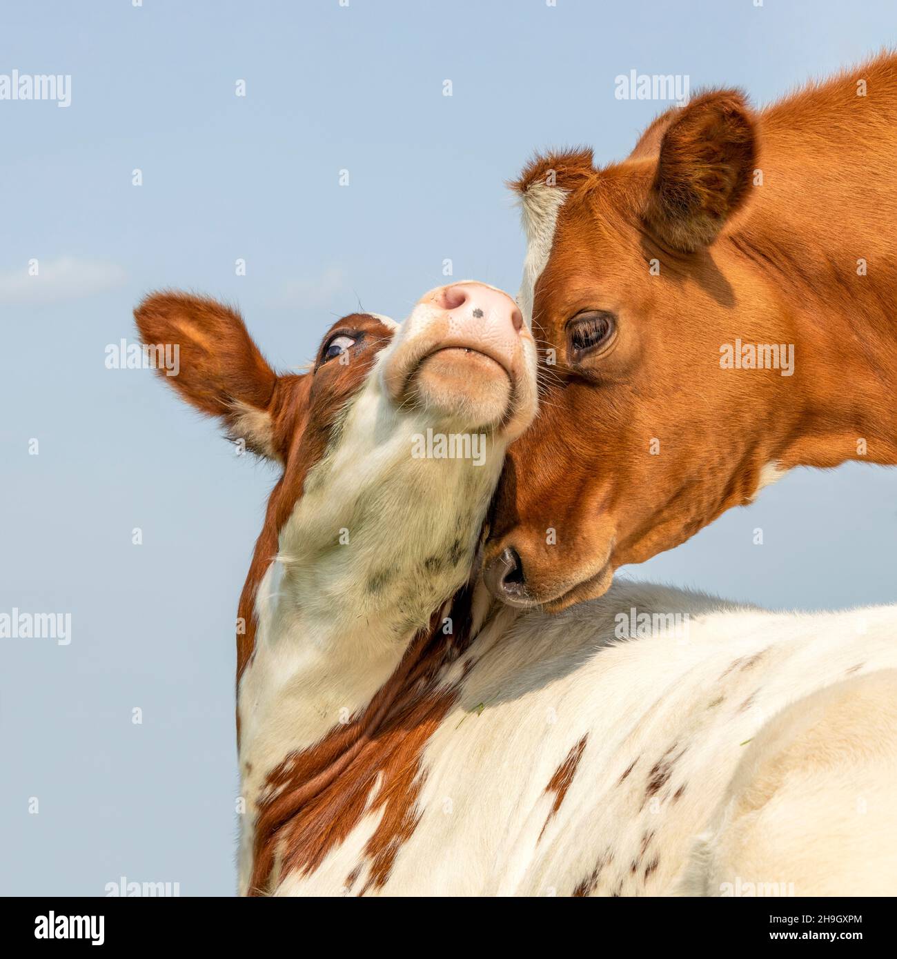 Affectionate cows hi-res stock photography and images - Alamy