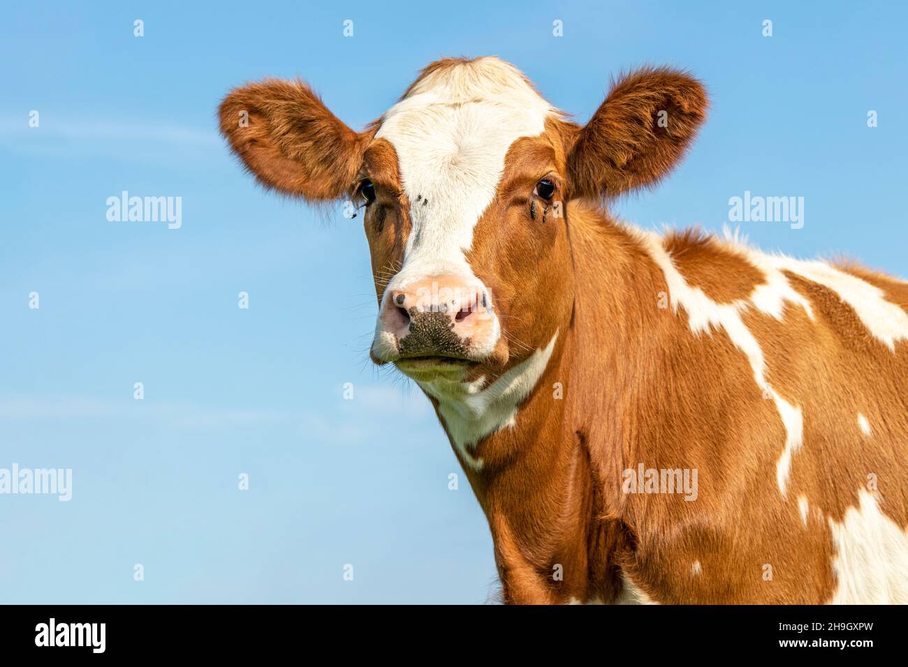 Calf love hi-res stock photography and images - Alamy