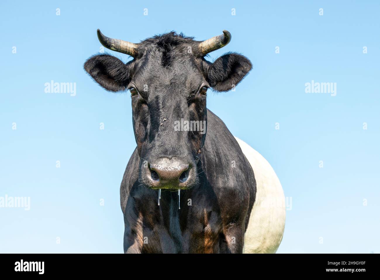 Dutch Belted