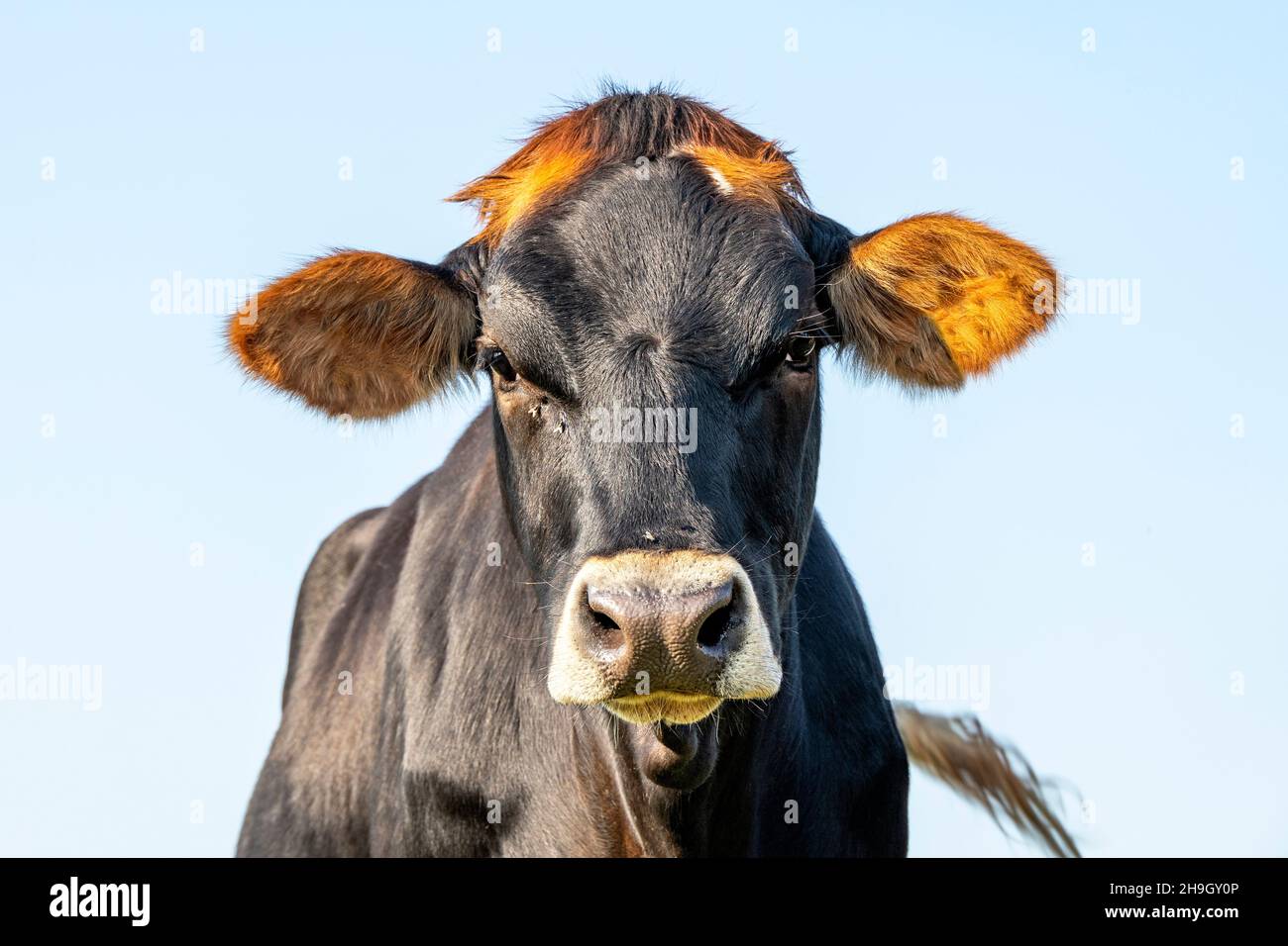 Gorgeous looking cow hi-res stock photography and images - Alamy